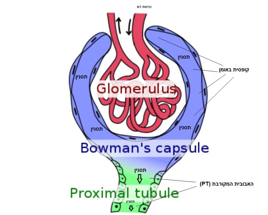 מערכת השתן – מבנה (אנטומיה) של מערכת הסינון של הדם בכליות ויצירת השתן, ודרכים חדשות להחלמת ...